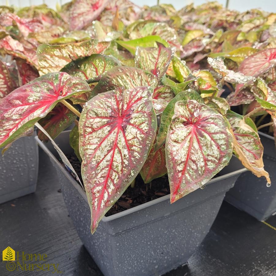Caladium hortulanum Heart to Heart® 'Xplosion' Strap Leaf Caladium from ...