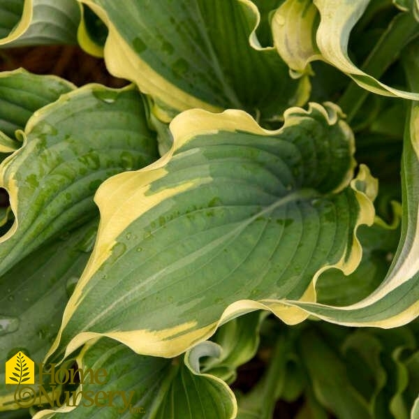 Hosta x Shadowland® 'Voices in the Wind' Plantain Lily from Home Nursery