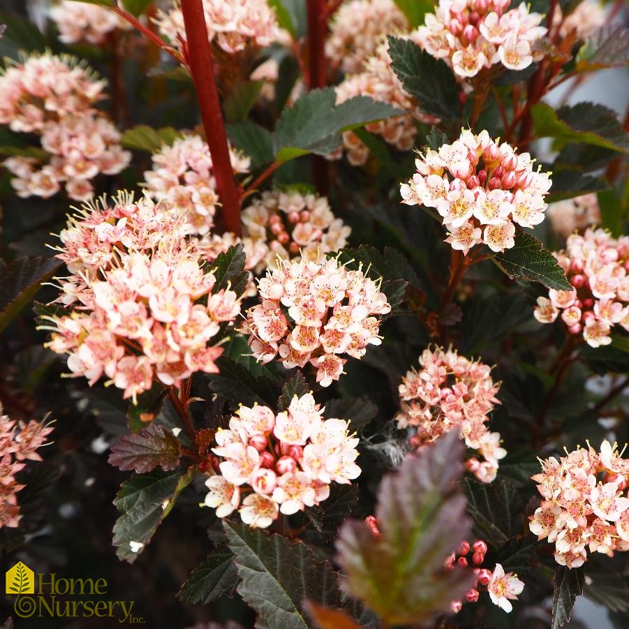 Physocarpus Opulifolius Little Devil Common Ninebark From Home Nursery