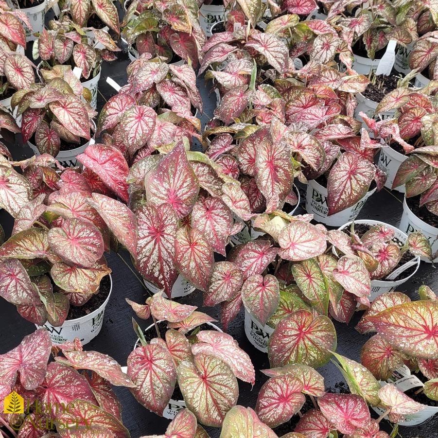 Caladium hortulanum Heart to Heart® 'Xplosion' Strap Leaf Caladium from ...