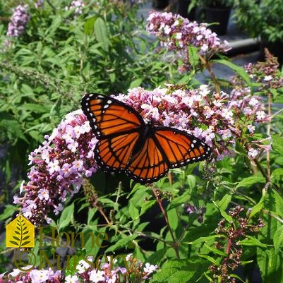 Buddleia x 'Grand Cascade' Butterfly Bush from Home Nursery